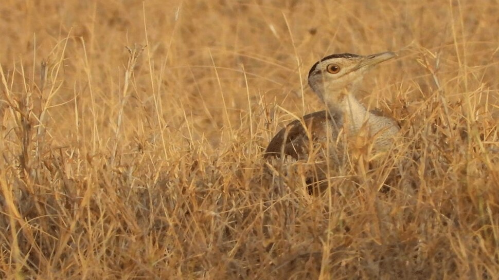 Rare state bird family grows in Jaisalmer wildlife department is taking ...