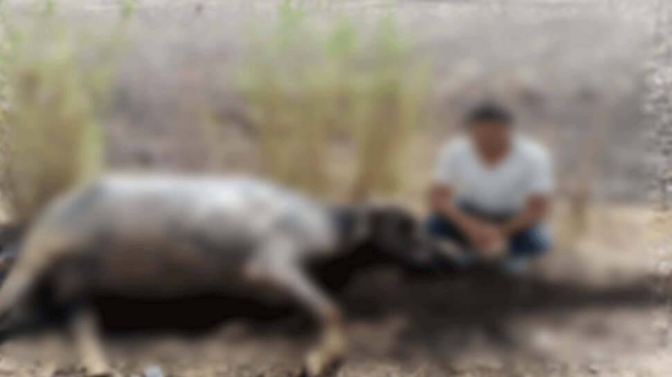 Ramganj Mandi News Negligence of electricity department took the lives ...