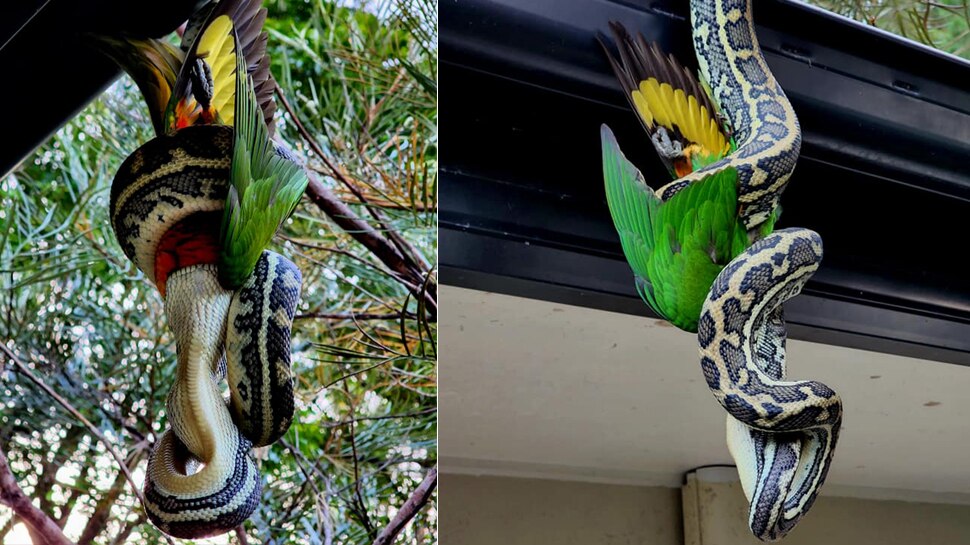 Viral Photo: giant python hanging in the air grab the parrot victim ...