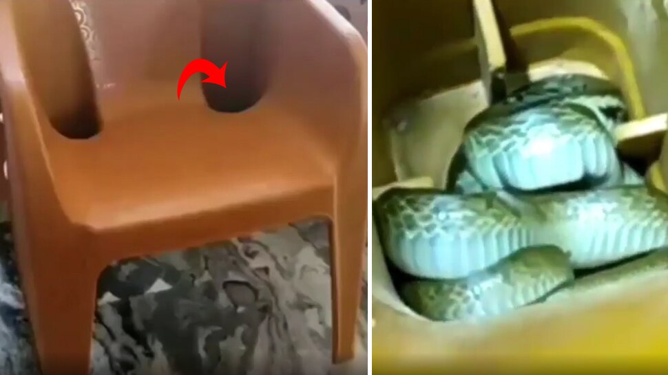snake viral Video Now before sitting on the chair look 100 times | अब ...