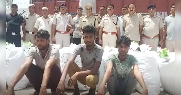 Ganja was being taken under the guise of animal fodder intelligence ...