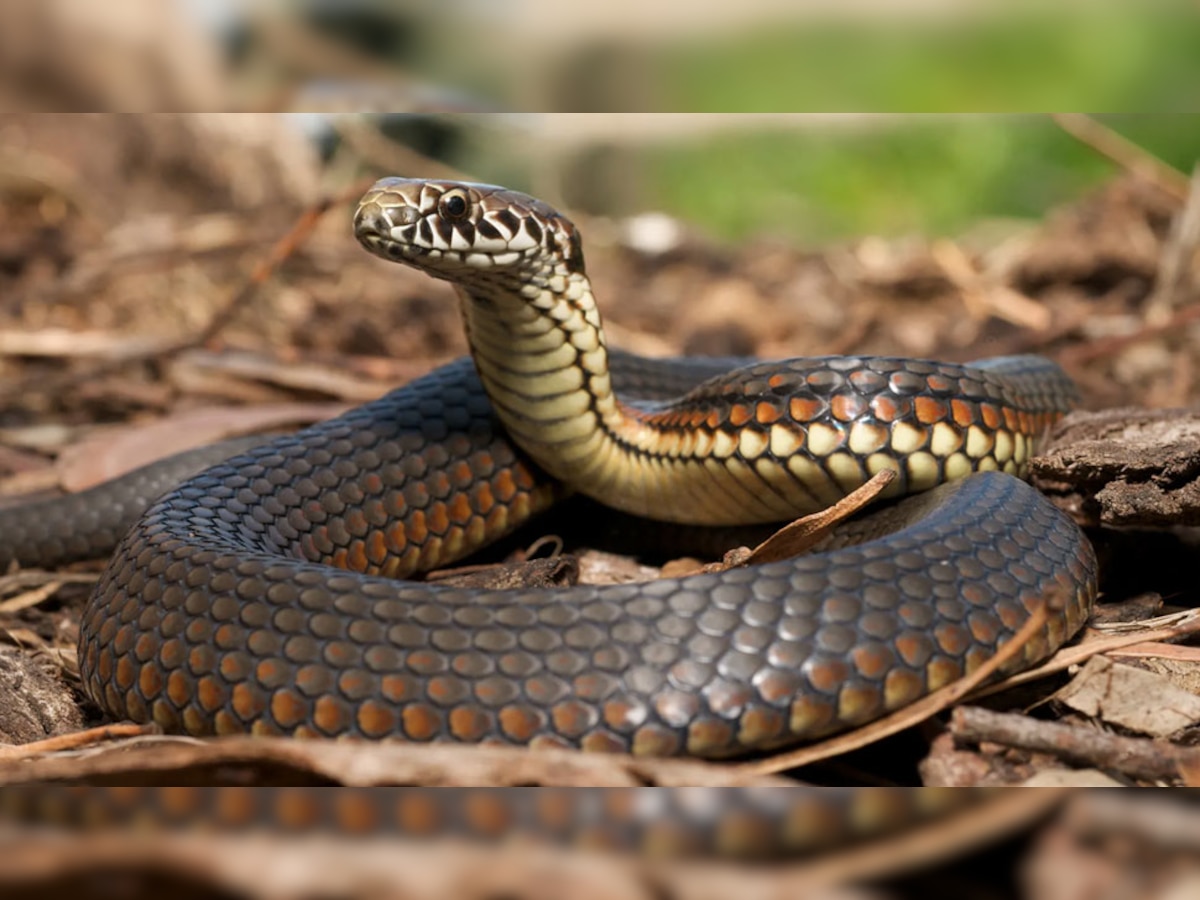 Weird Wedding Tradition in madhya pradesh Goriya community Poisonous ...