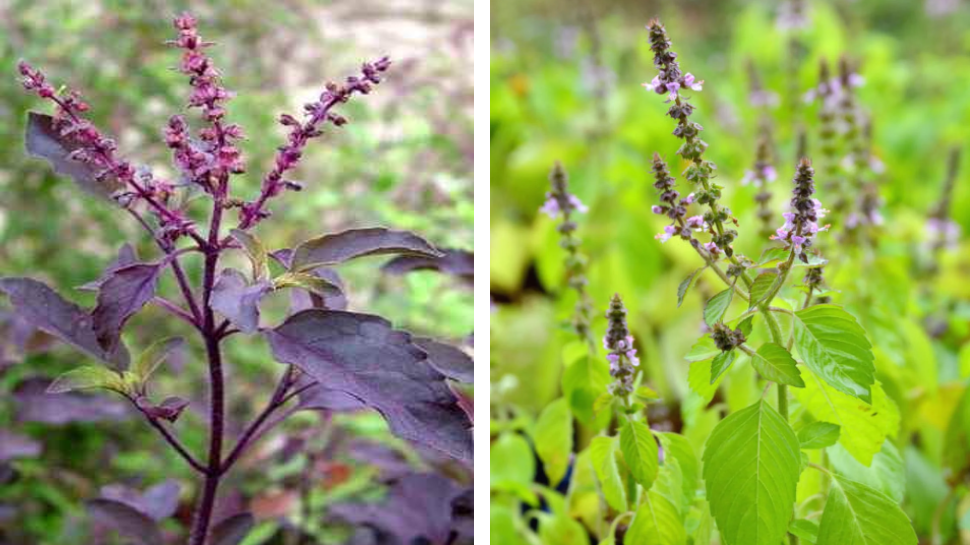 Rama and Shyama Tulsi which is more auspicious to have in house know ...