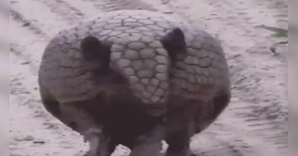 trending video of defence mechanism of an armadillo viral interesting ...