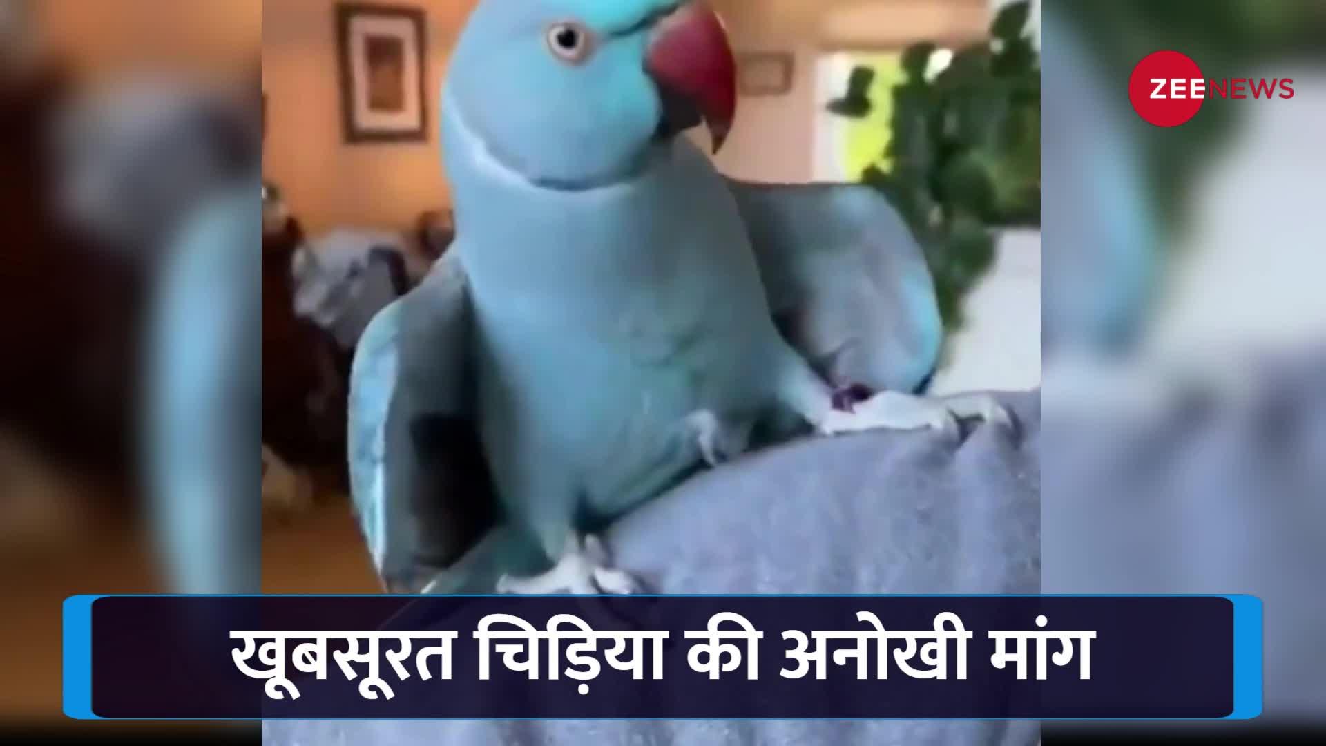 Zee Viral: The bird's unique demand video goes viral | Zee Viral ...