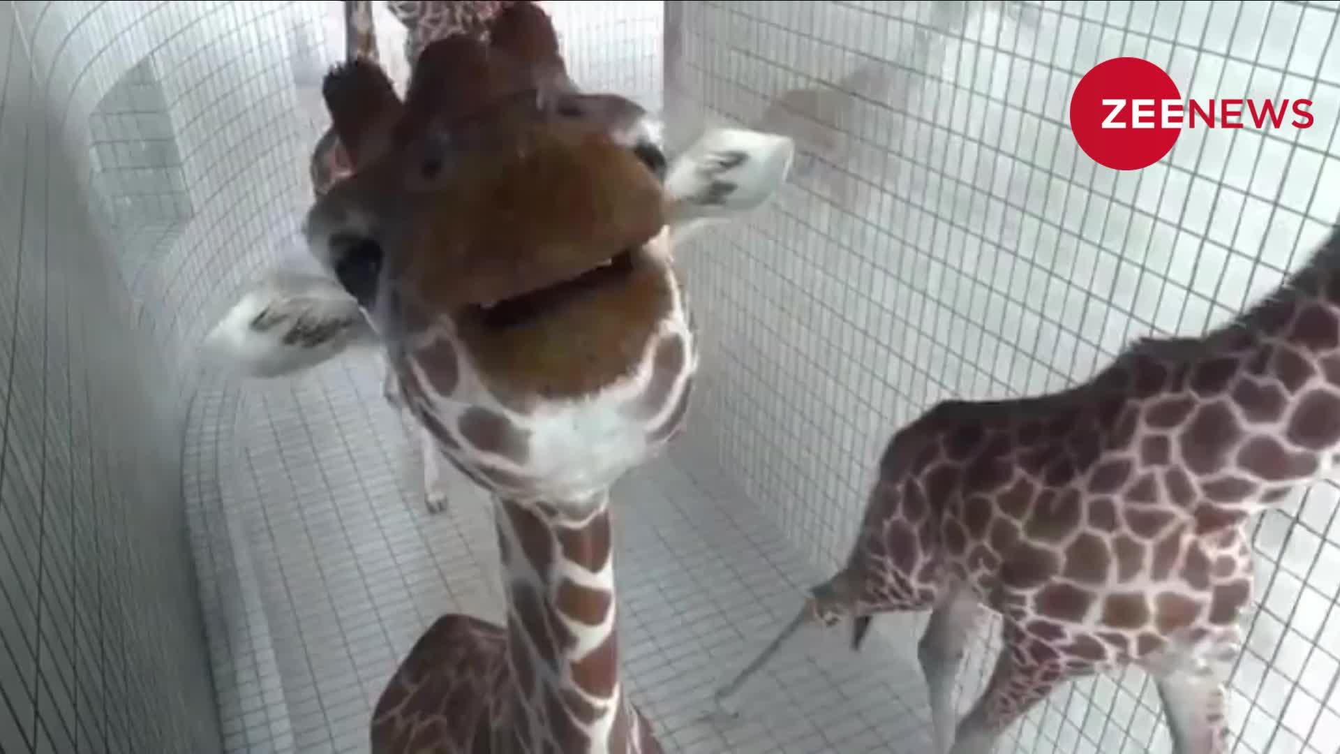 Zee Viral: The strange behavior of the giraffe goes viral | Zee Viral ...