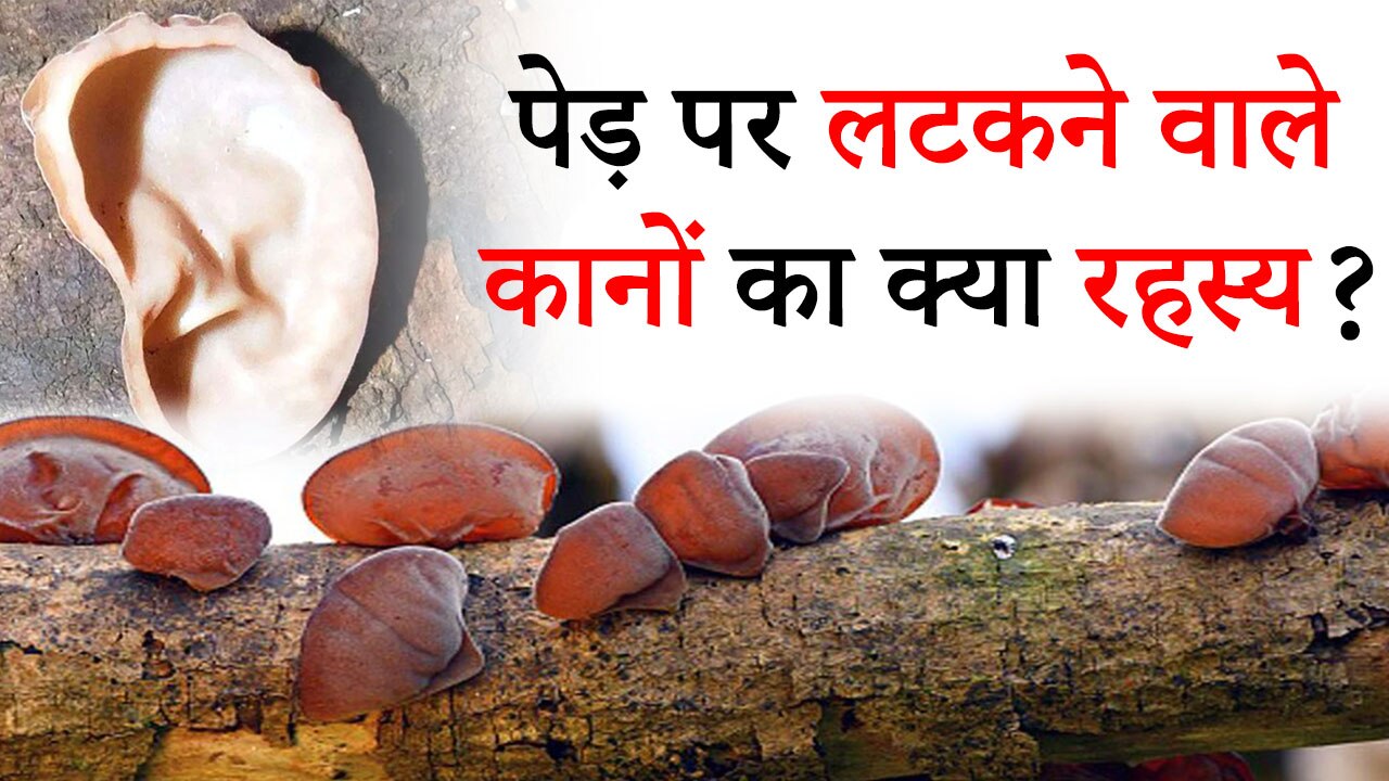 What is Jelly Ear looks like human ear used as remedy for different ...