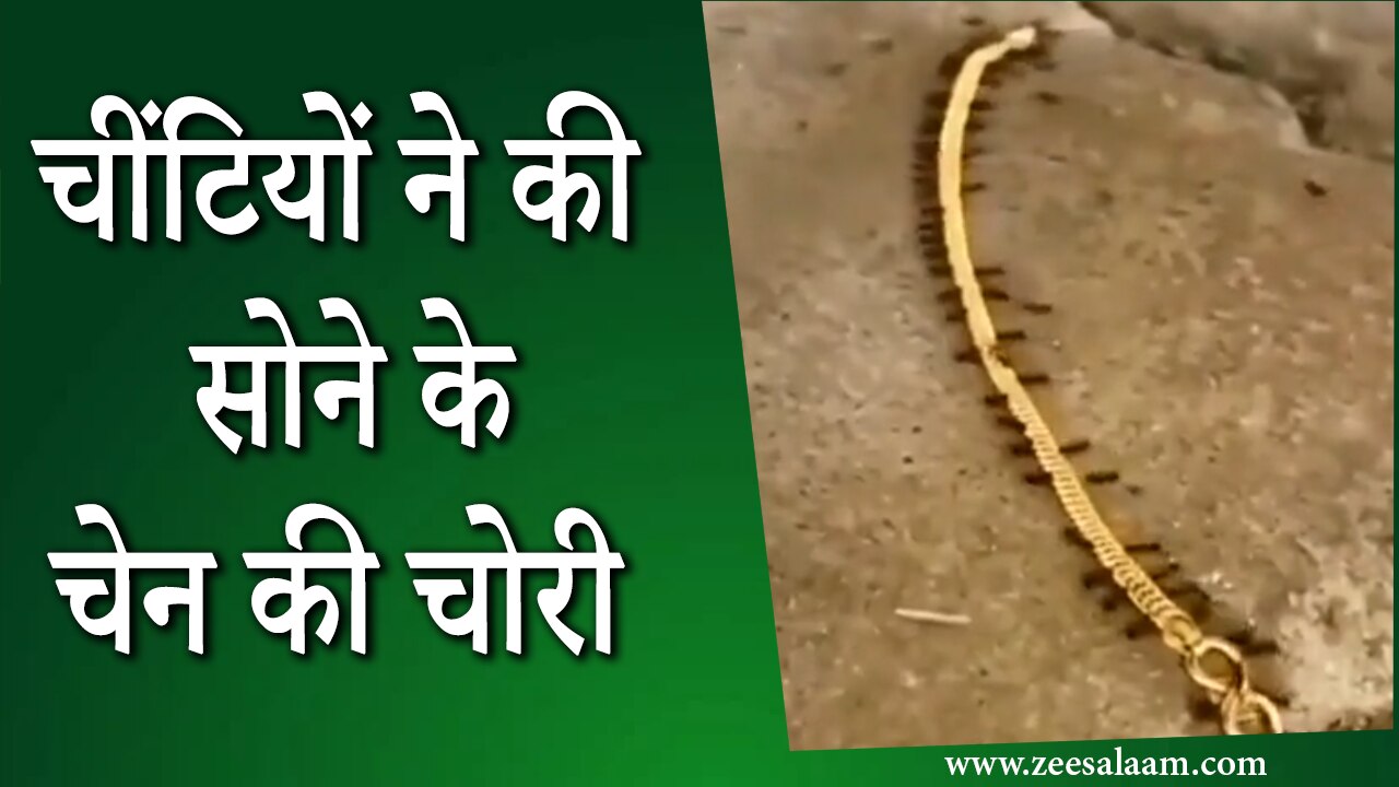 Ants steal the gold chain | Video: चींटियों ने की सोने के चेन की चोरी ...
