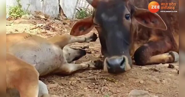 Cow and dog making love to each other see cutest video of day watch ...