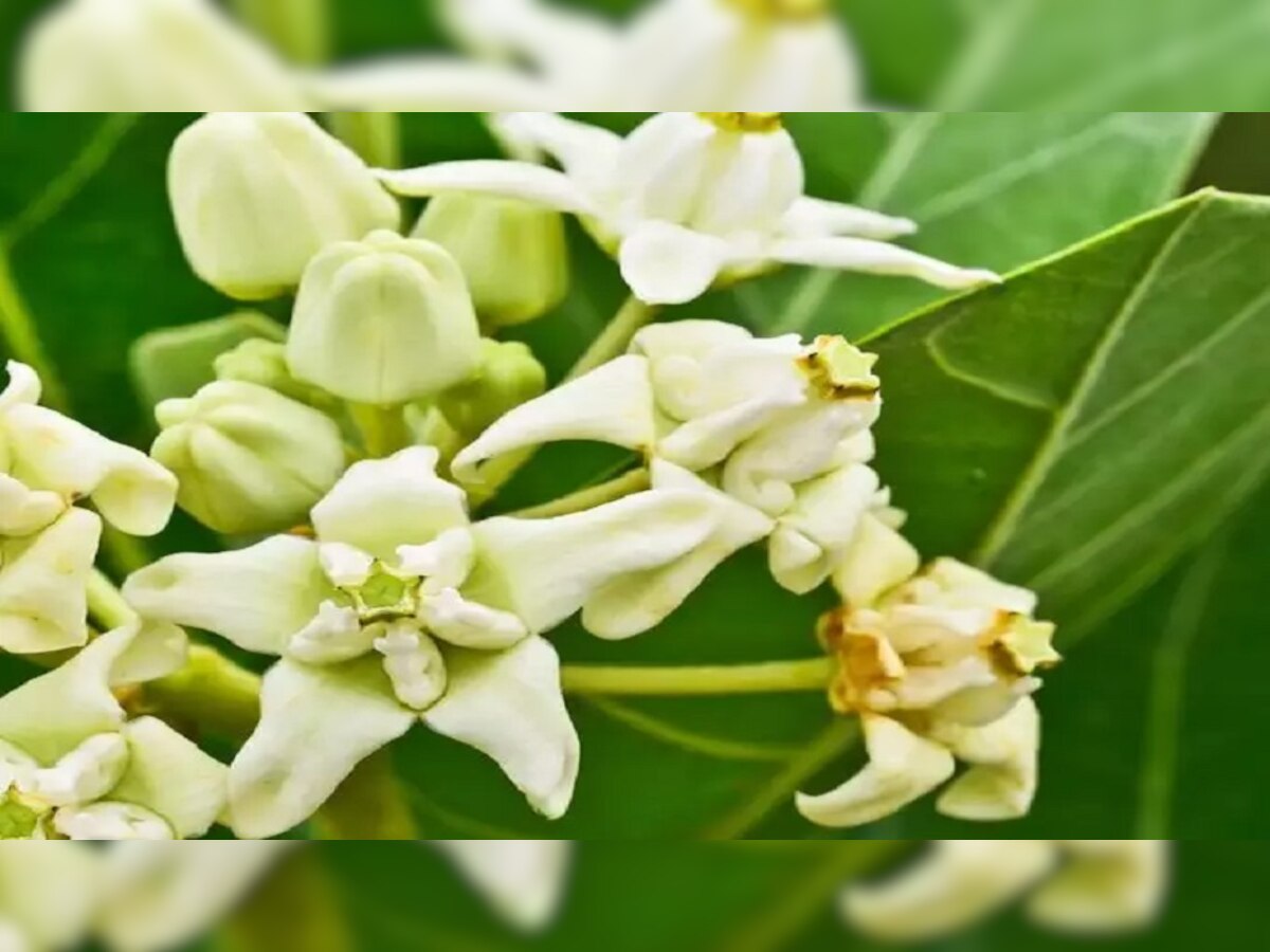 sawan 2022 Plant these bel patra plants home Lord Shiva will happy ...