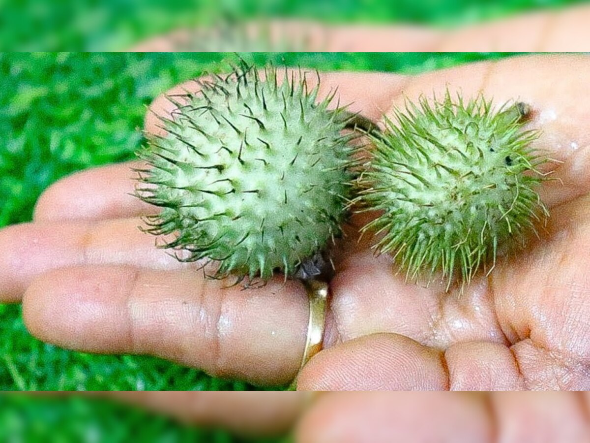 sawan 2022 Plant these bel patra plants home Lord Shiva will happy ...