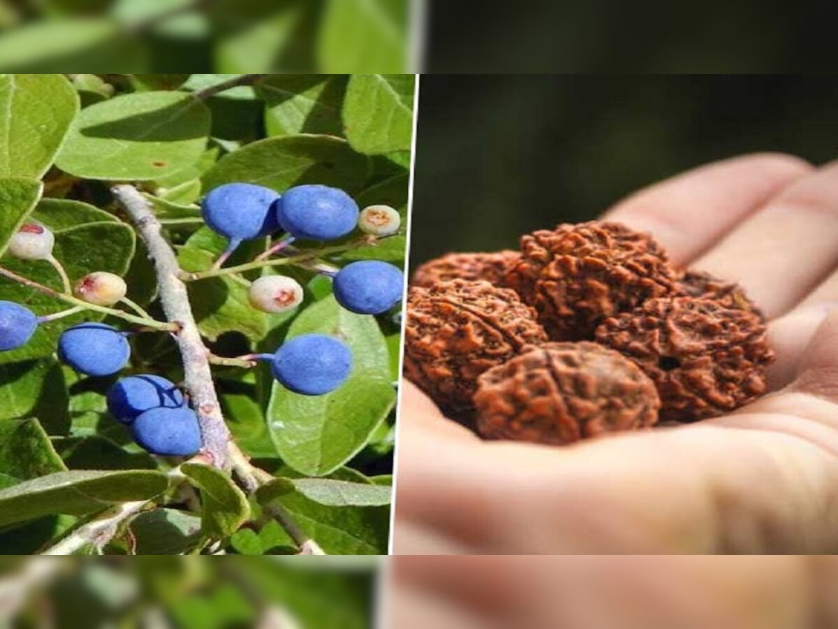 sawan 2022 Plant these bel patra plants home Lord Shiva will happy ...