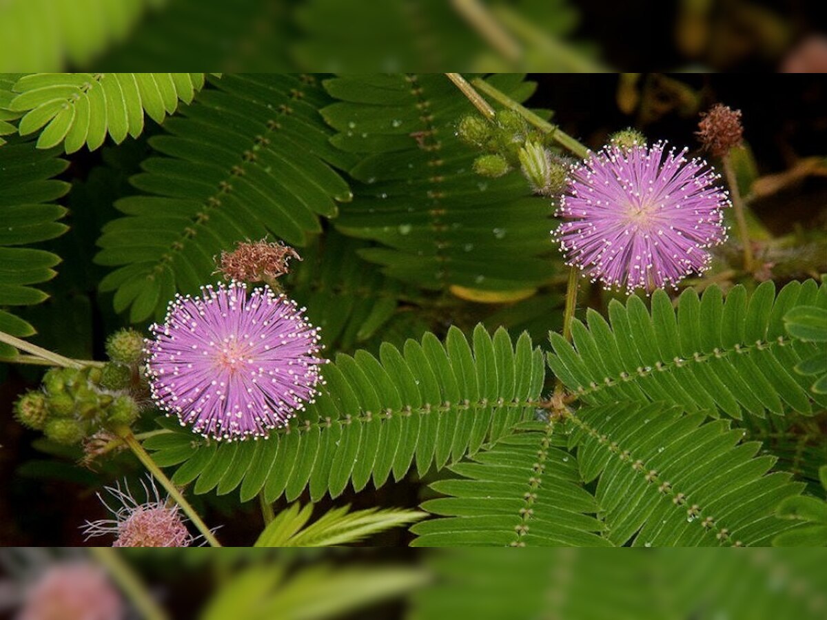 sawan 2022 Plant these bel patra plants home Lord Shiva will happy ...