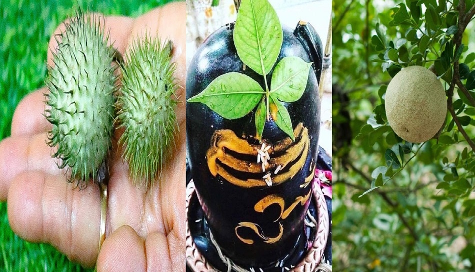 sawan 2022 Plant these bel patra plants home Lord Shiva will happy ...