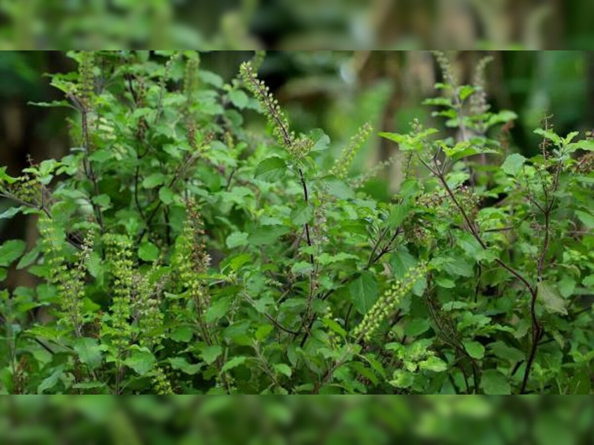 Sawan 2022: आप पर ही नहीं घर पर भी बरसेगी शिव जी की कृपा, तुलसी के साथ ...