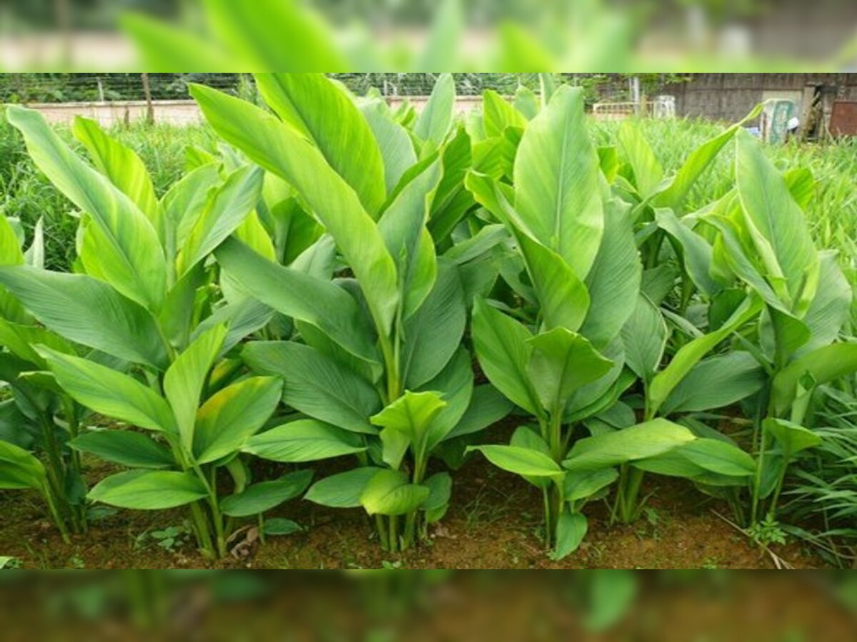 Vastu Plant: घर पर इस पौधे को लगाने से बरसती है लक्ष्मी-नारायण की कृपा ...