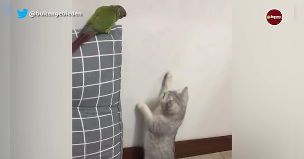 viral video cat about to kill parrot then saw it pretended to be ...