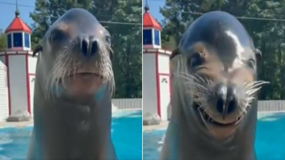 trending lovely video of Sea Lion seal cutie pie smiling at camera ...