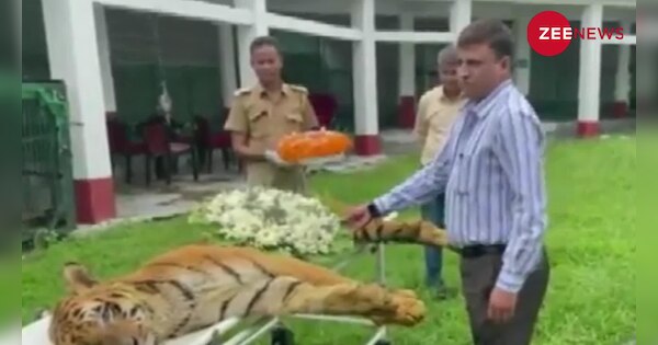 India's longest surviving tiger passed away on Monday | देश के सबसे ...