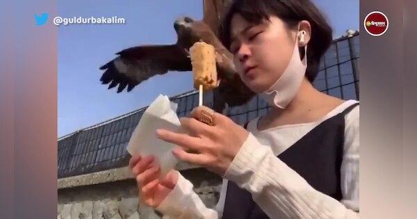 have you ever seen eagle snatching ice cream from hand if not then must ...