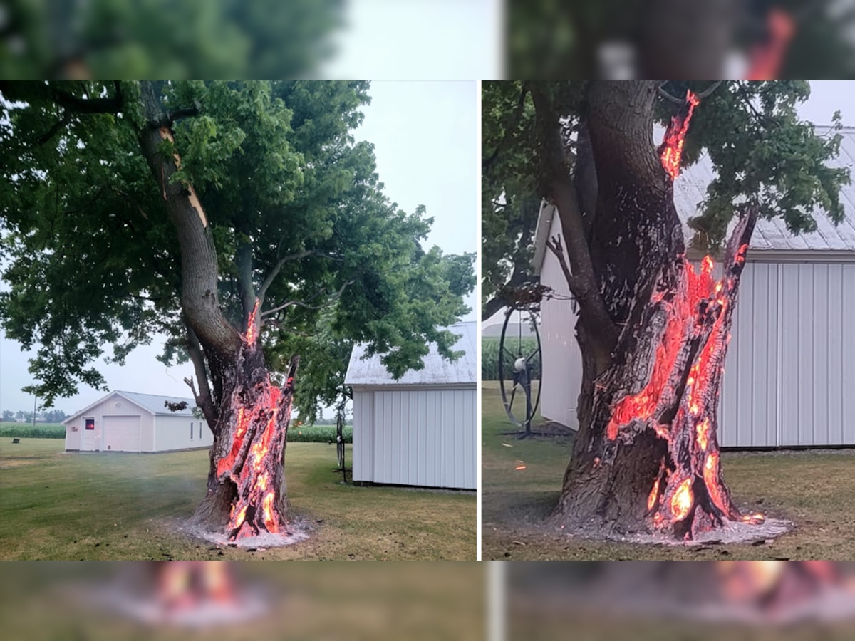 The burning tree from inside surprised people, know what is the truth ...