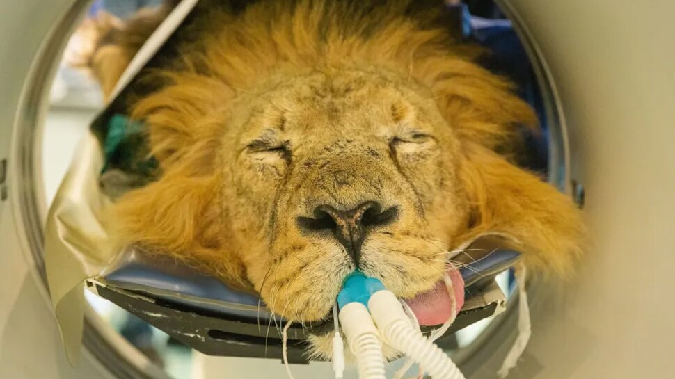 lion ct scan photos viral london zee lion health pictures surprised ...