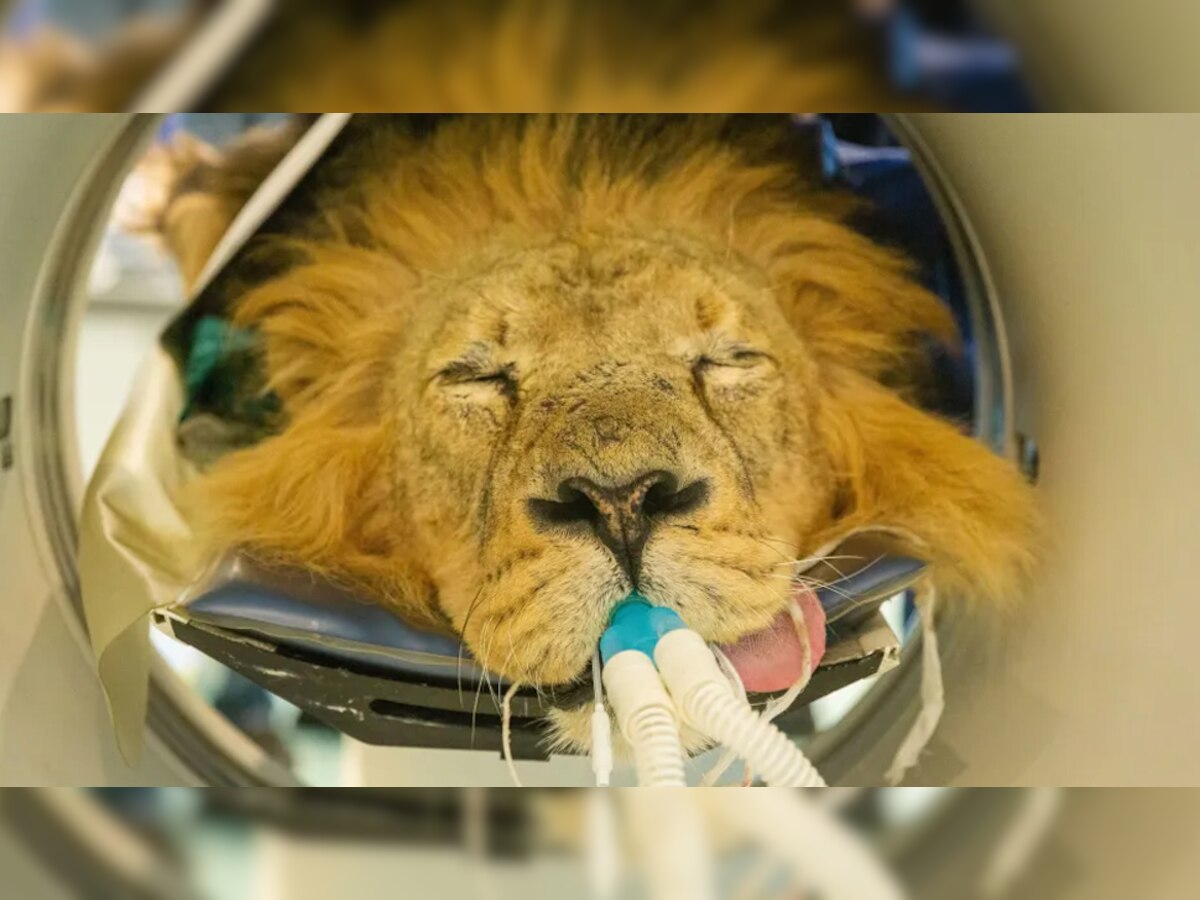lion ct scan photos viral london zee lion health pictures surprised ...