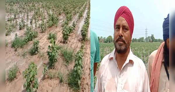 Agriculture officials visit villages affected by pink locust, farmers ...