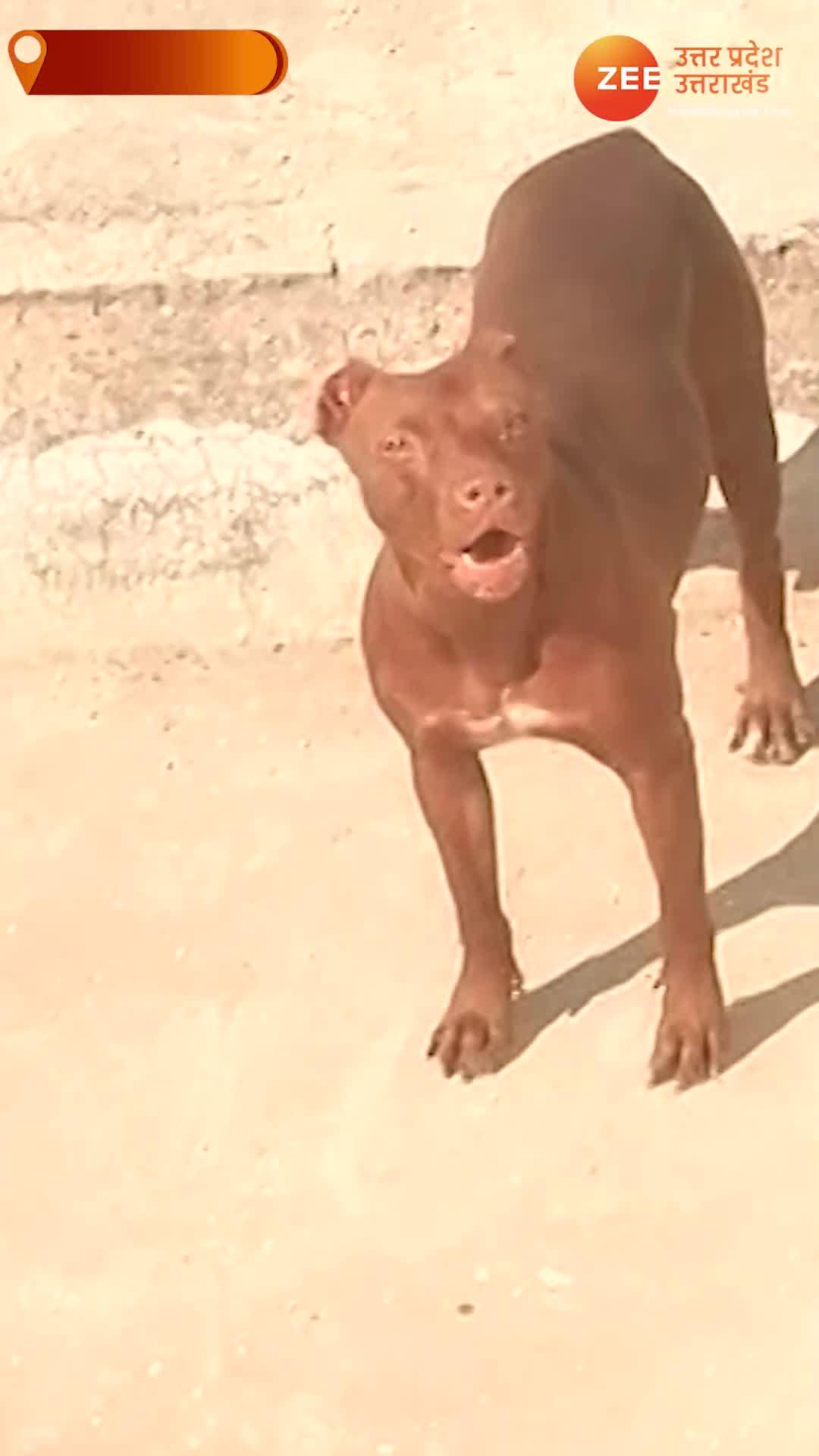 pitbull dog attacked on the owner in lucknow killed her with dangerous ...