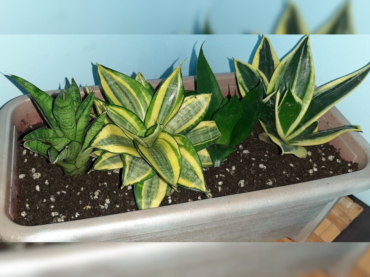 Snake Plant Benefits Vastu tips for home savan somvar vrat snake plant ...