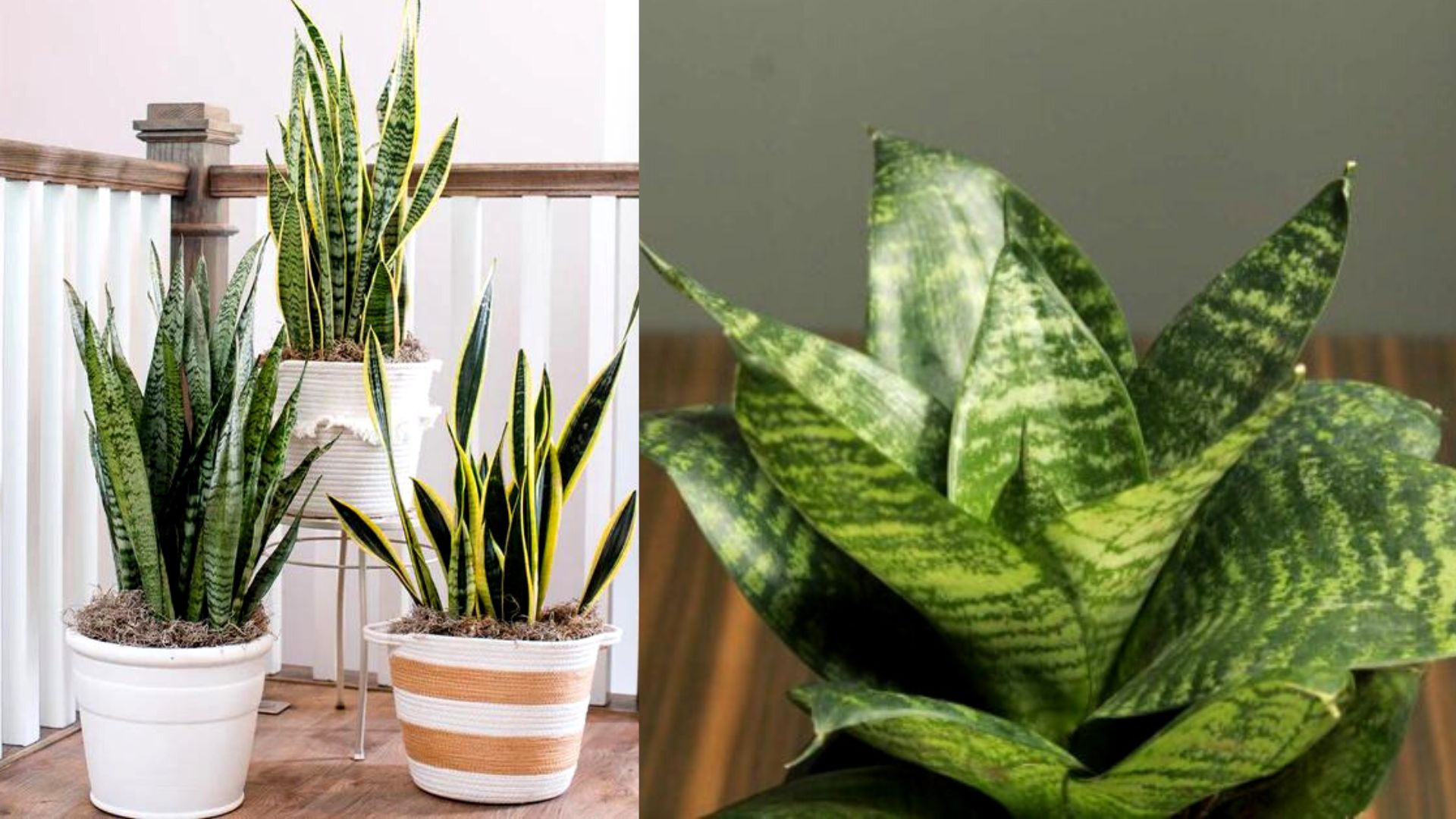 Snake Plant Benefits Vastu tips for home savan somvar vrat snake plant ...