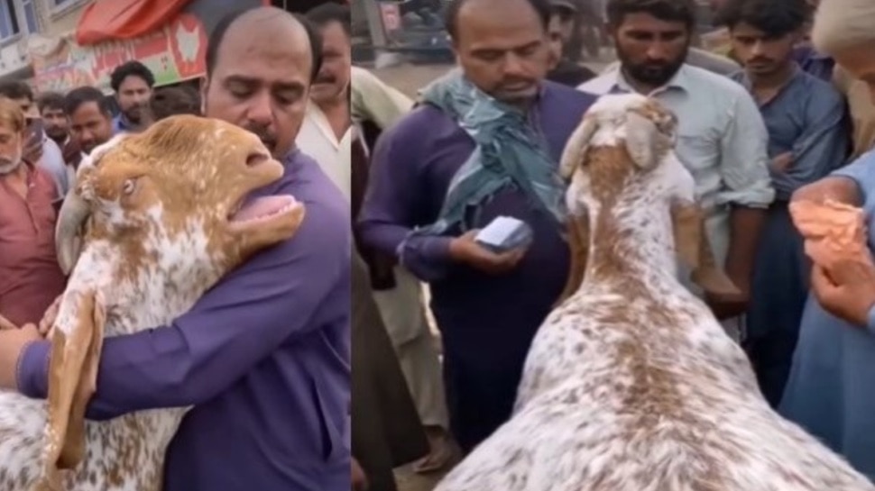 Viral Video of Goat cry when owner sell him for Eid-ul-Adha see ...