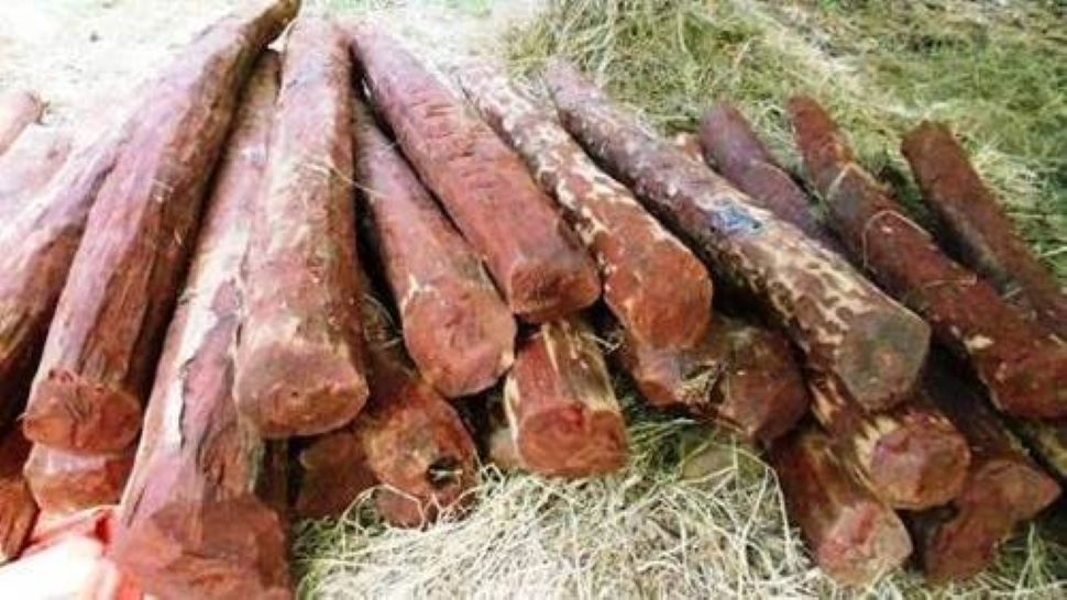 start sandalwood cultivation business and get 50 lakh see details how ...