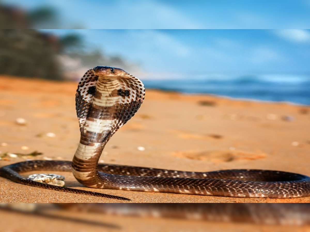 sawan month special dreams seeing shiv snake and nandi is very ...