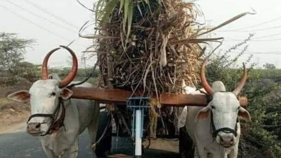 trending photo of jugaad to reduce the load of bullocks rolling sport ...
