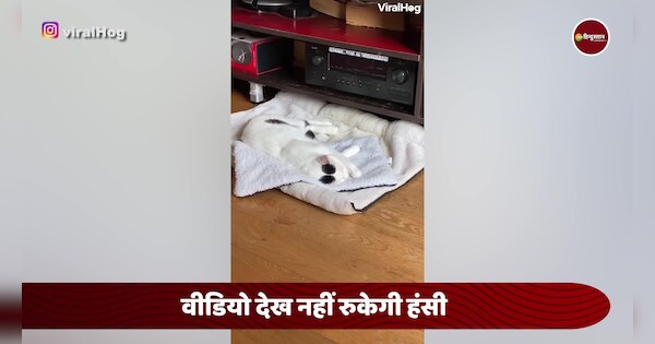 video of a napping cat who falls off a shelf and continues sleeping ...