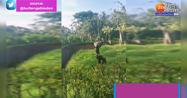 Chimpanzee showing exercise watch video | एक्सरसाइज करता दिखा चिंपैंजी ...
