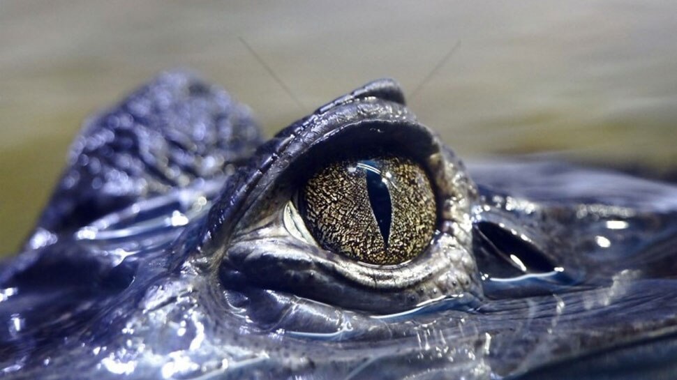 crocodile tears alligator tears inside story interesting famous proverb ...
