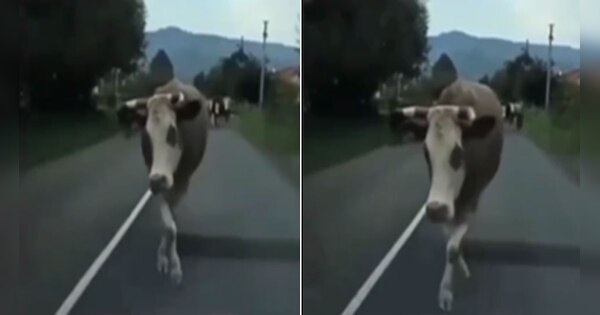 trending ramp walk of cow on road users laugh out loud on cat walk ...