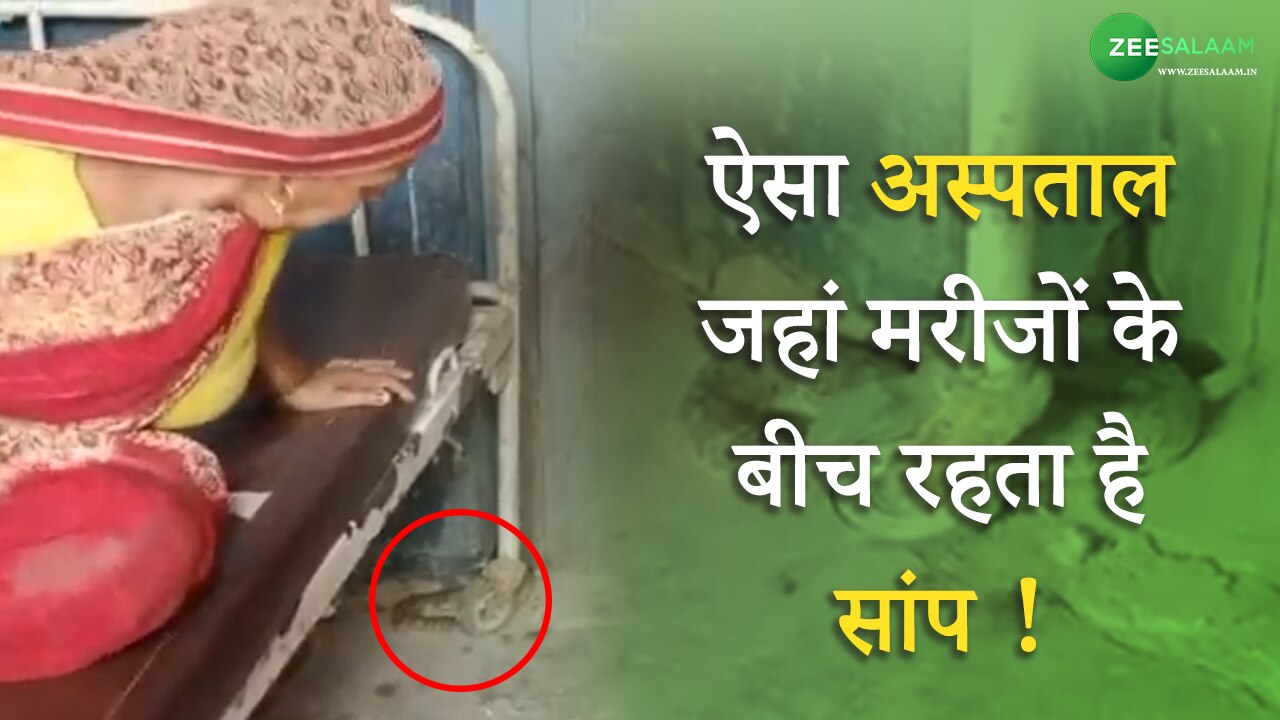 Snake Found In Hospital: Snake reached among patients in hospital ...