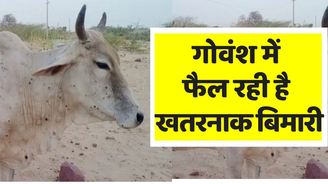 Lumpy skin disease spreading in cows cattle owners are upset | गोवंश ...