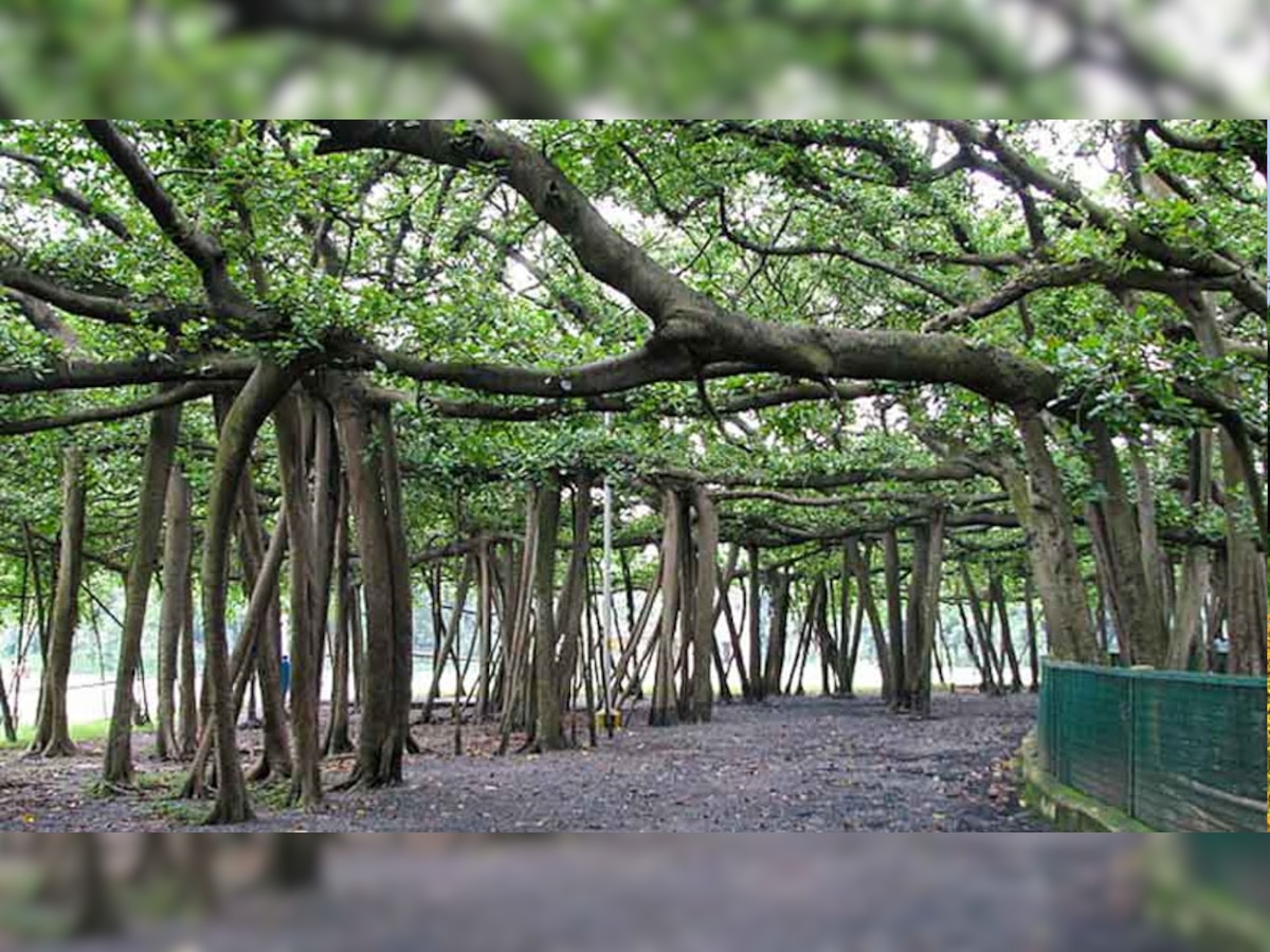 world largest banyan tree Where Is The Largest Banyan Tree In The World ...