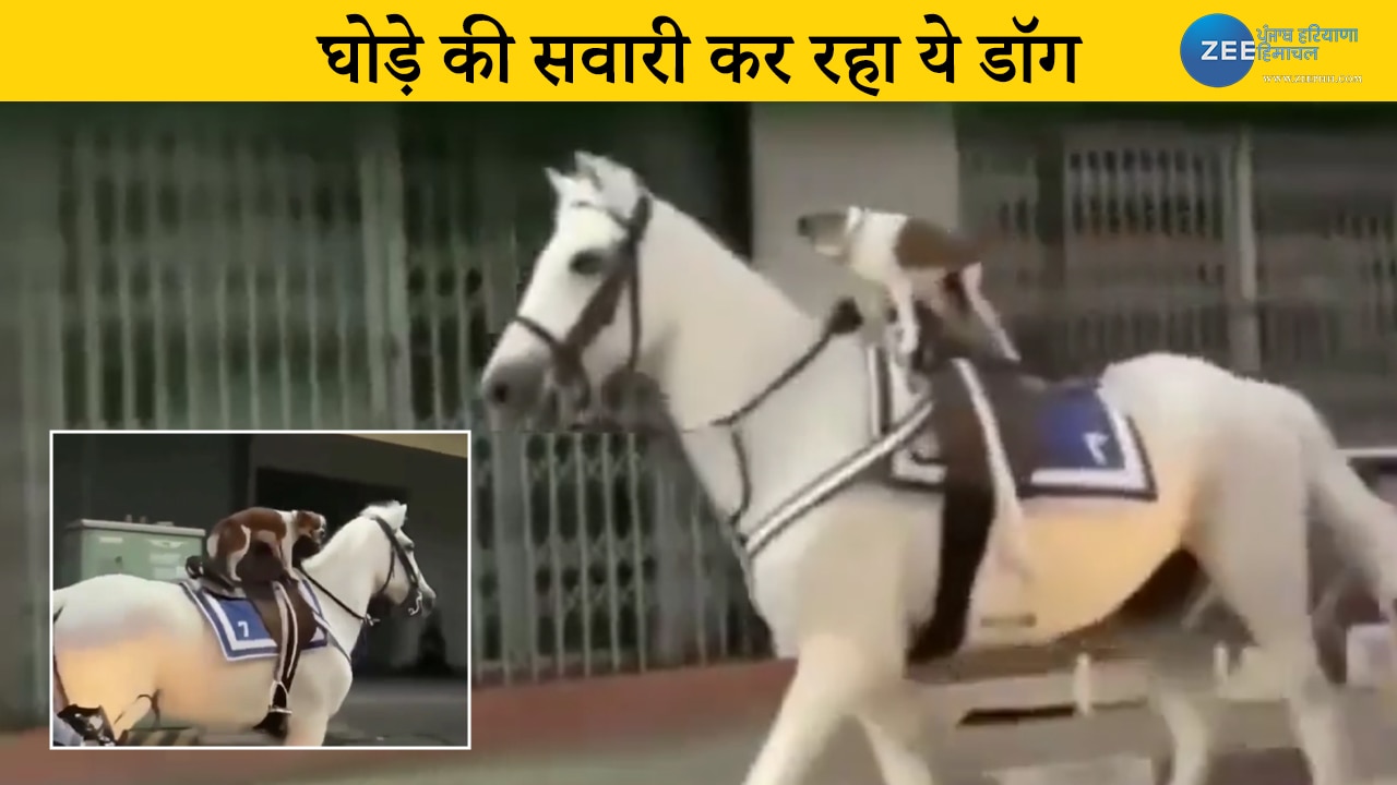 watch most funny trending video of dog sitting on horse on road going ...