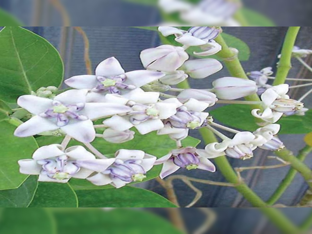 Shiv Ji Favrouite Flower: सावन में भगवान शिव को अर्पित कर दें ये एक फूल ...