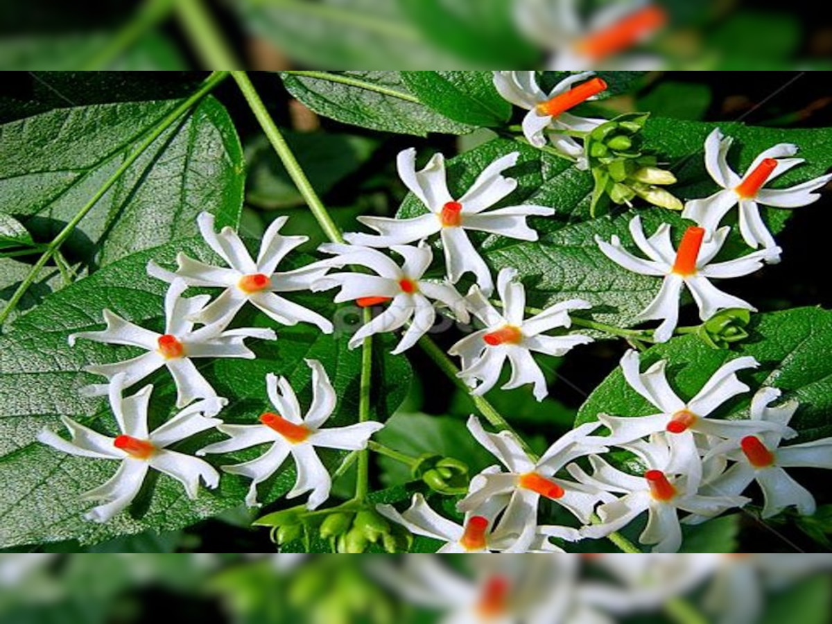 Shiv Ji Favrouite Flower: सावन में भगवान शिव को अर्पित कर दें ये एक फूल ...