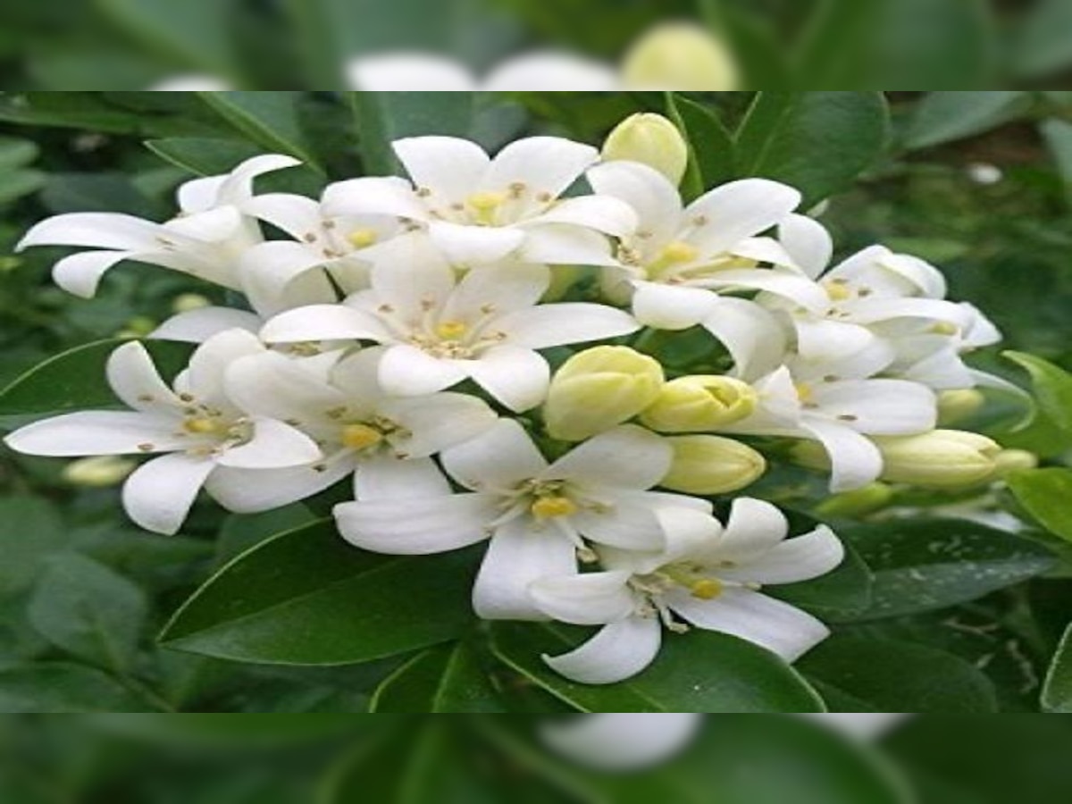 Shiv Ji Favrouite Flower: सावन में भगवान शिव को अर्पित कर दें ये एक फूल ...