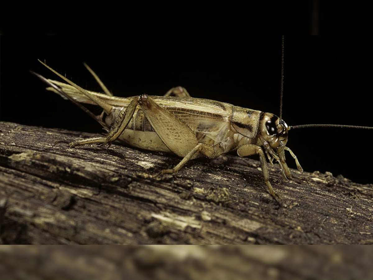 shocking news, insects you don't even like to see, people eat Scorpio ...