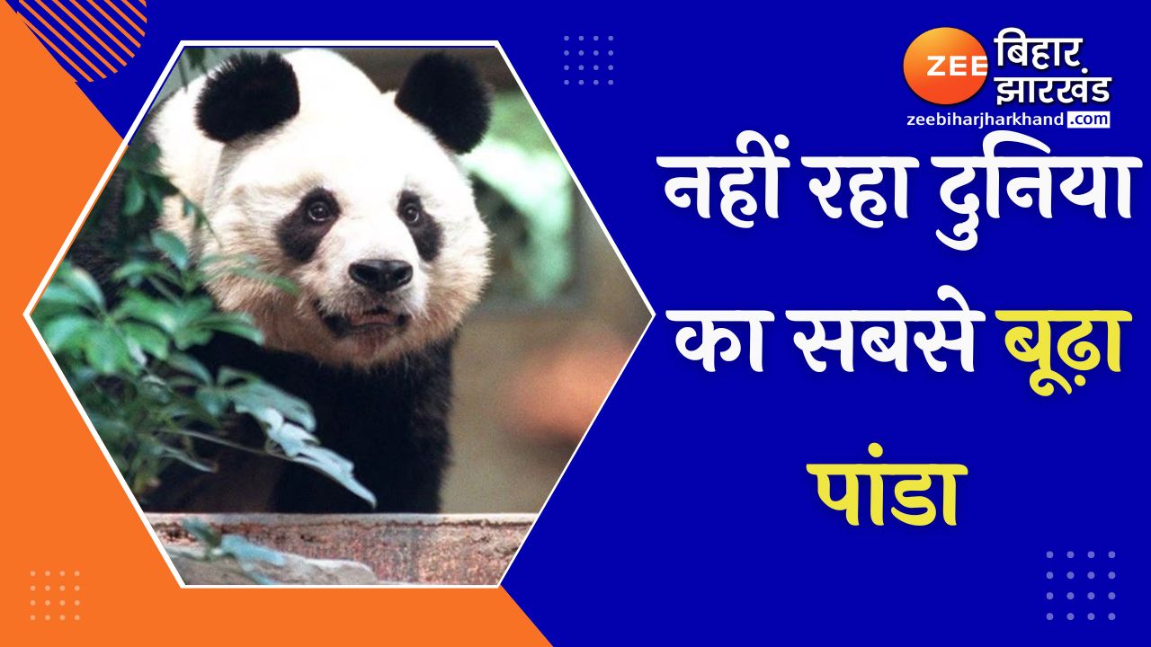 Worlds oldest panda is no more | 35 साल की उम्र में पांडा ने दुनिया को ...