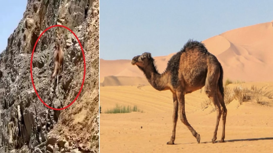 trending video of camel came under the mountain proverb goes viral ...