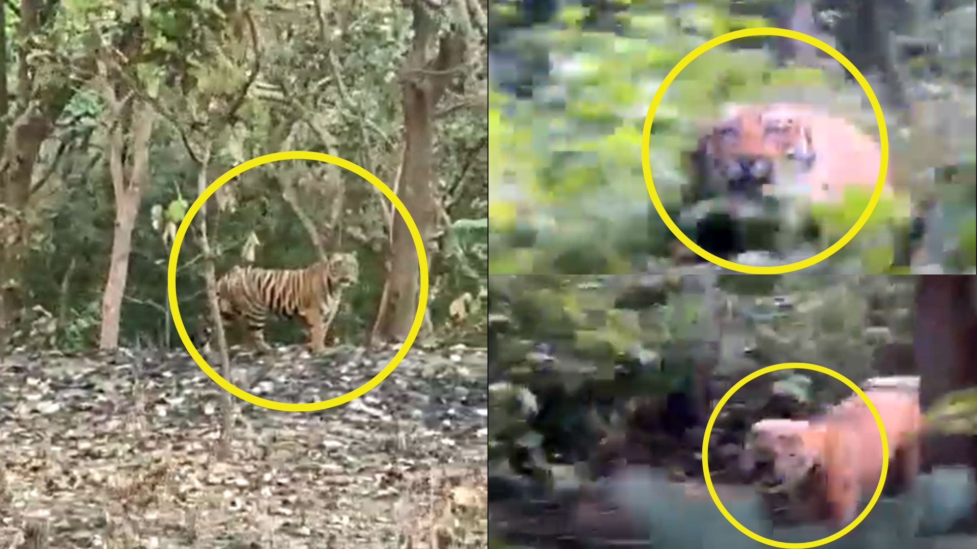 Pilibhit Tiger Reserve Tiger Attack video Unnecessary blow horn tiger ...